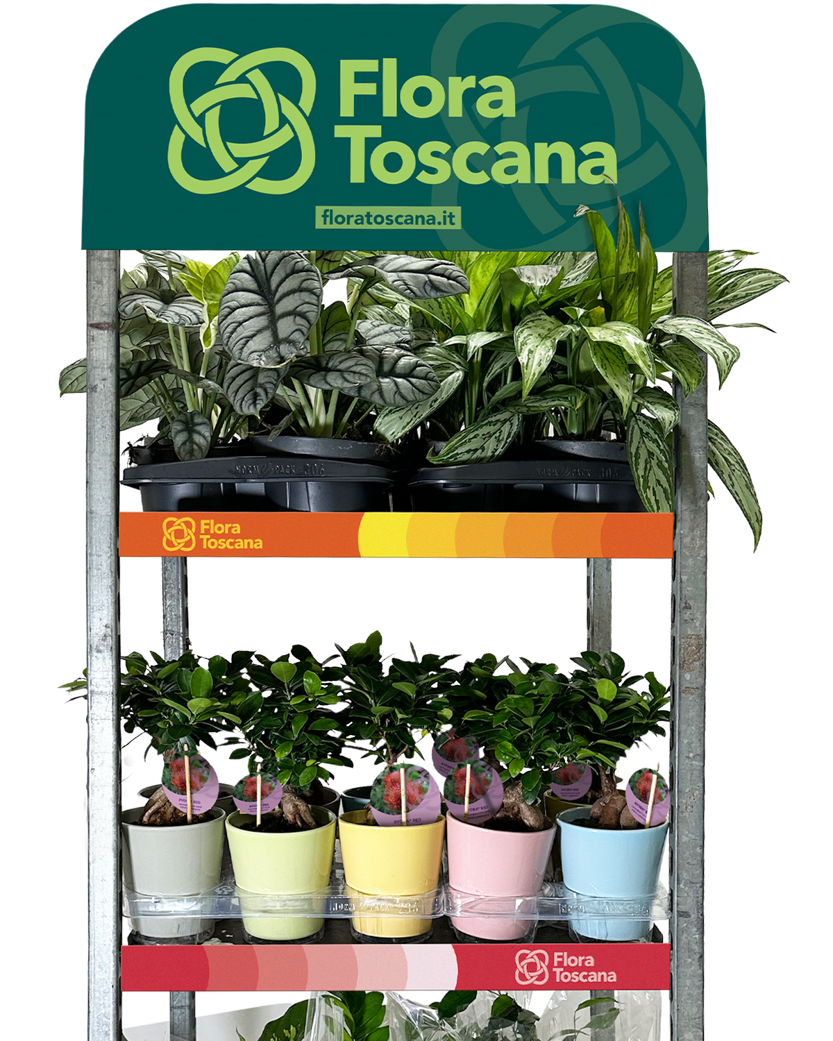 Fornitori fiori e piante per grossisti e garden center - Flora Toscana