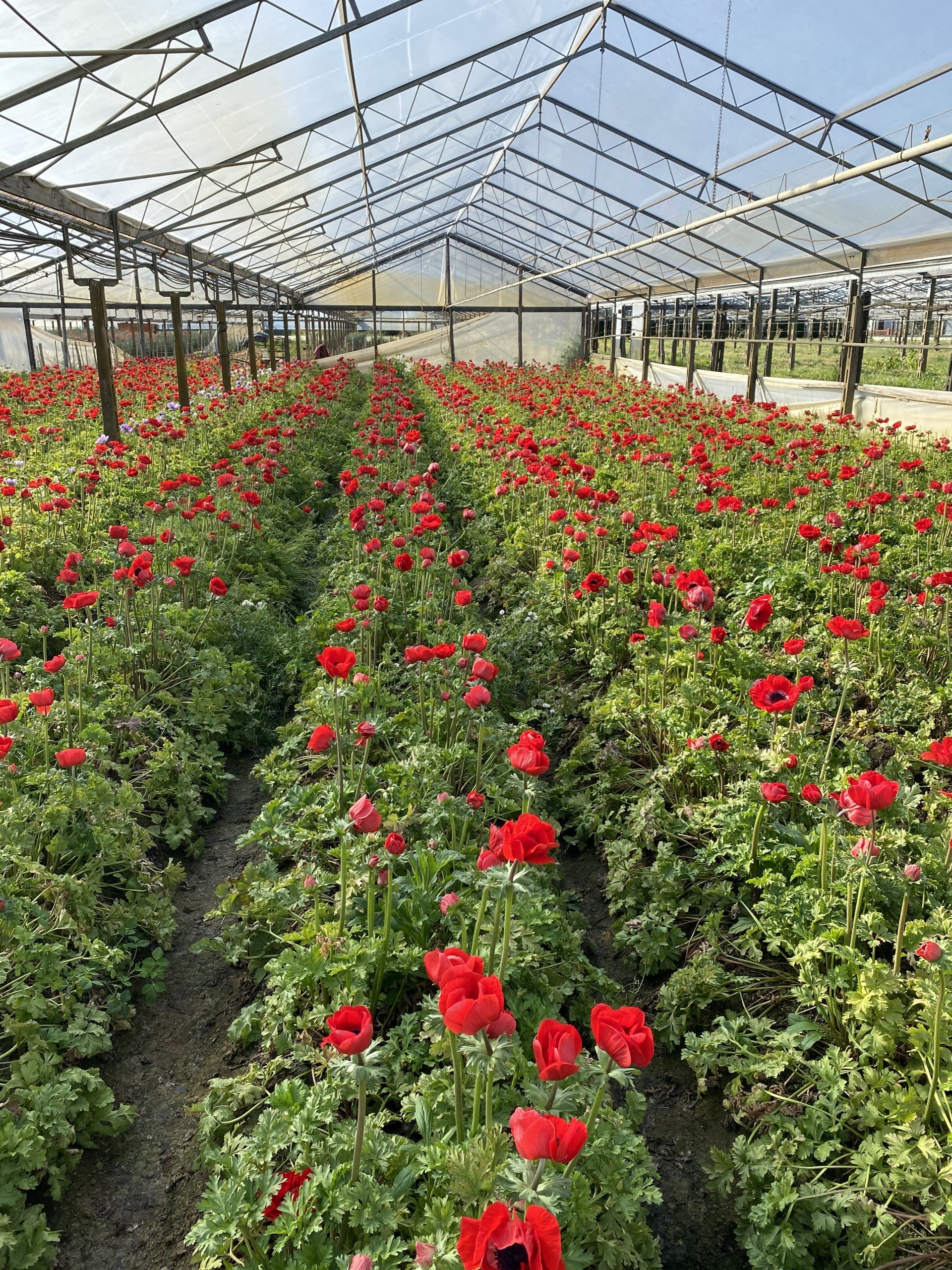 Production chain - Flora Toscana