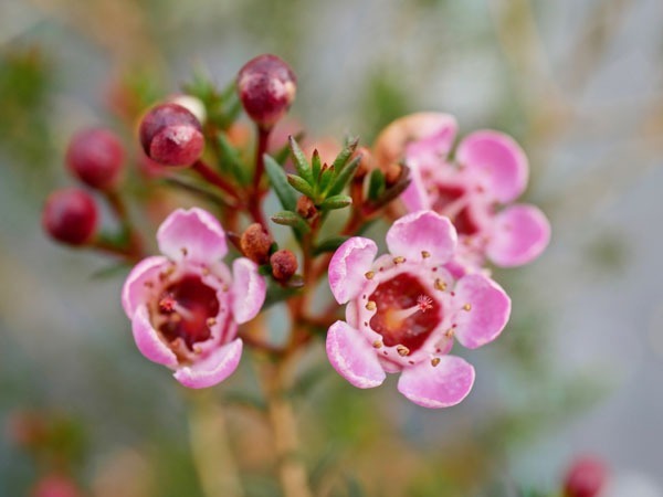 The waxflower ‘wow che bello’ factor! article from Floriculture ...