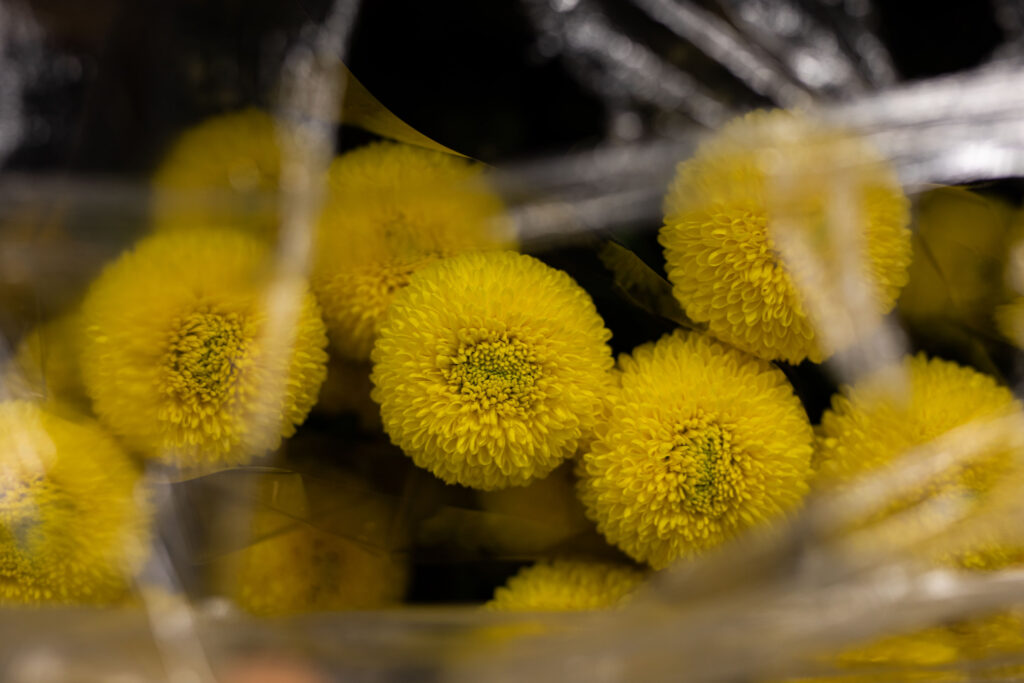 Trend of the Chrysanthemums Santi 2021 campaign - Flora Toscana
