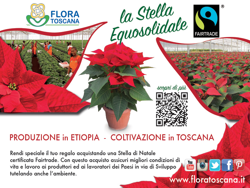 Stelle di Natale Fairtrade - Flora Toscana