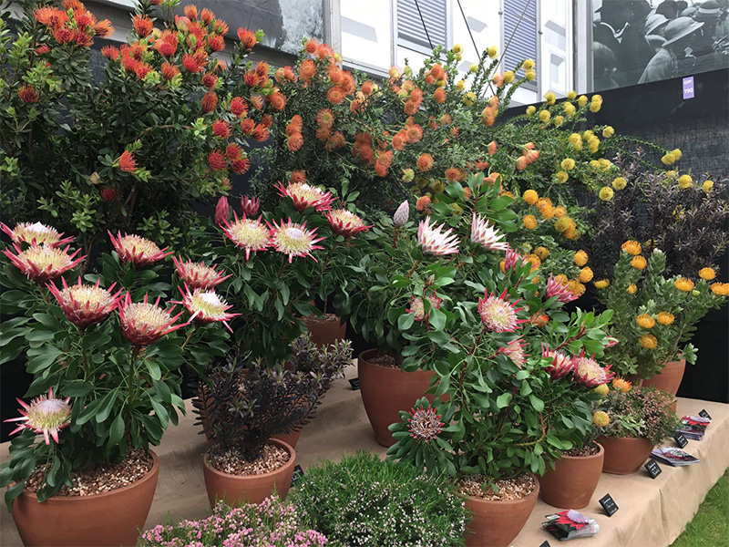 Flora Toscana al Chelsea Flower Show 2016 - Flora Toscana