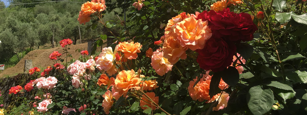 La Rosa: il fiore di Maggio - Flora Toscana