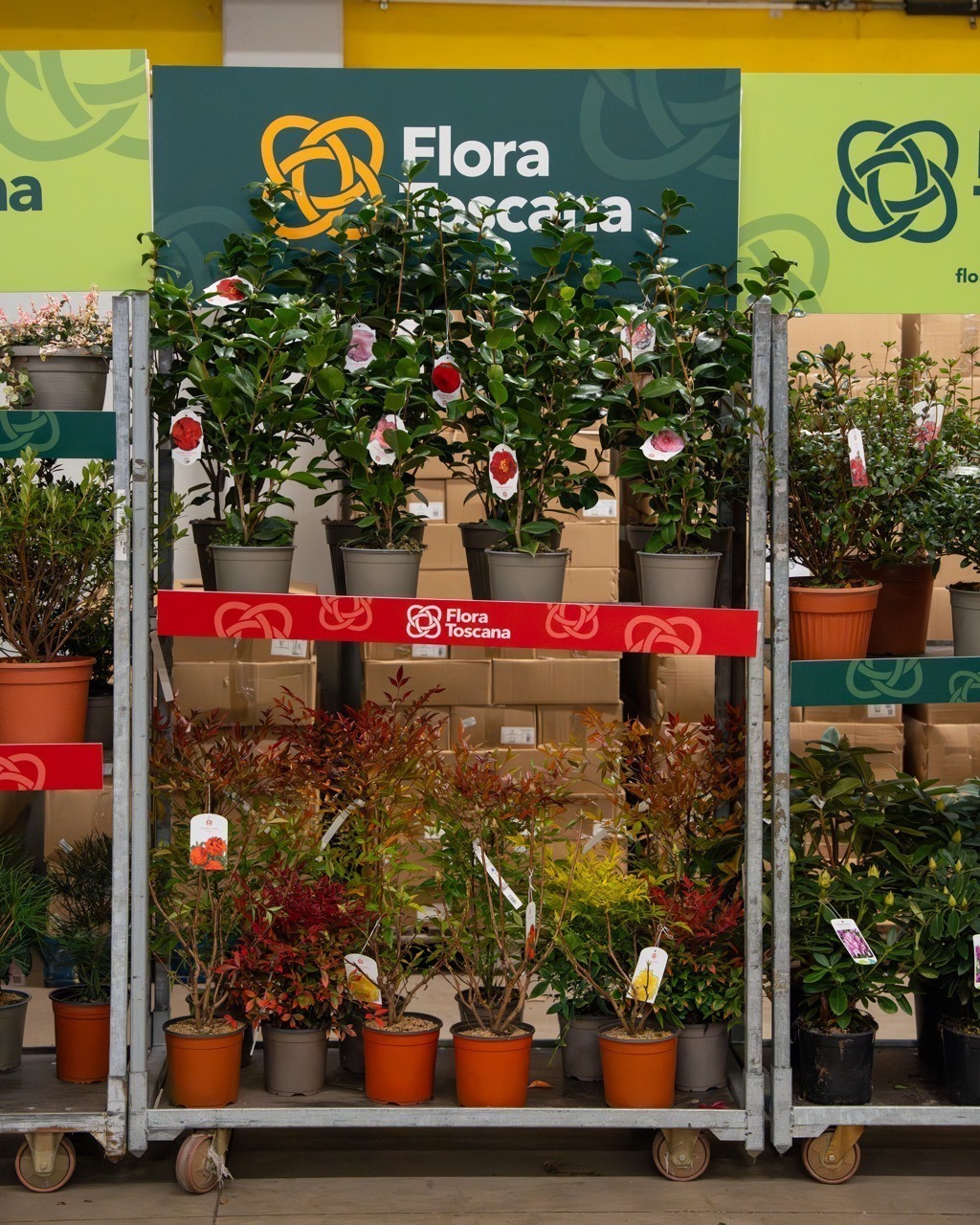 Flora Toscana ospita l’evento AICG: una giornata tra fiori, piante e ...