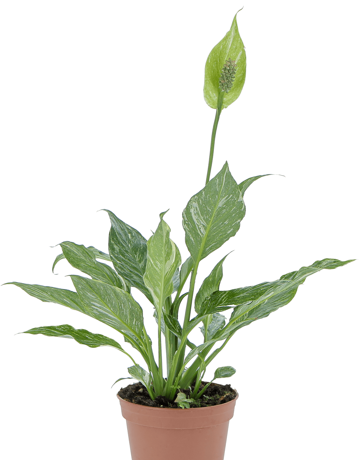Wholesale potted plants - Flora Toscana